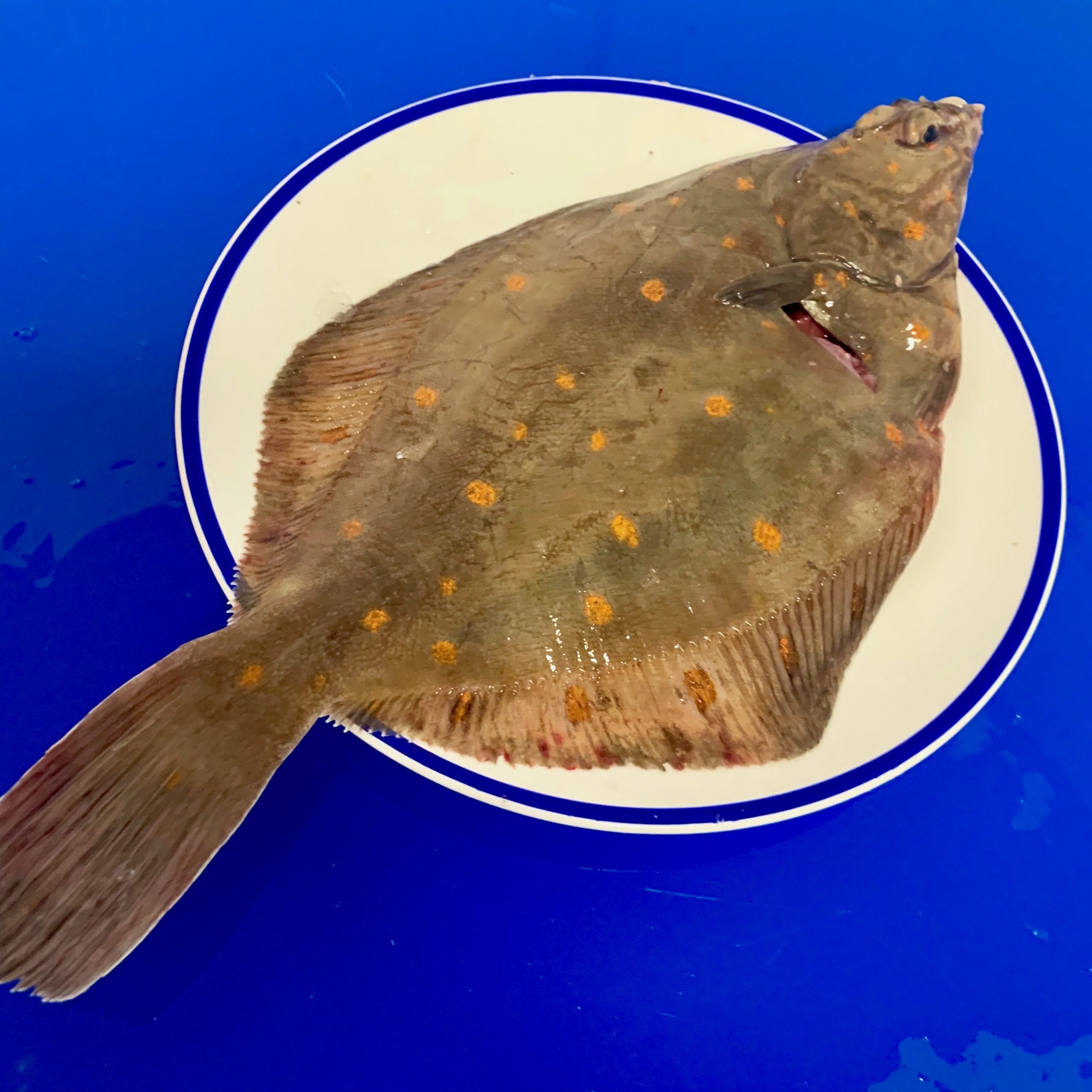 Whole Plaice Eat More Fish Nationwide Delivery