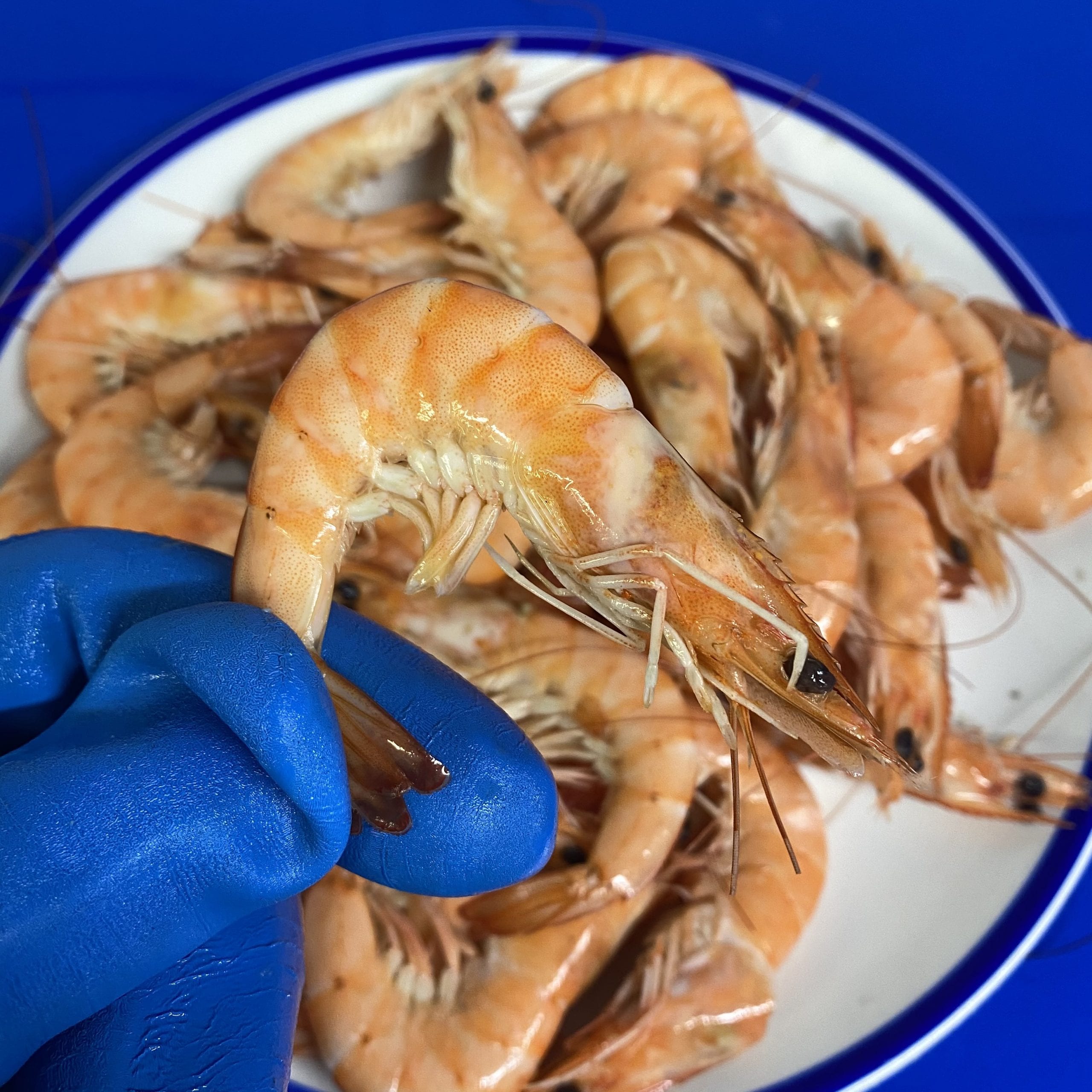 Grey Shrimps Crevettes Grises Eat More Fish Nationwide Delivery
